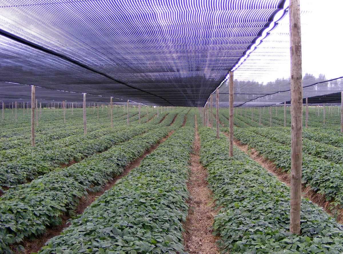 malla 35% sombra – DM Agromallas