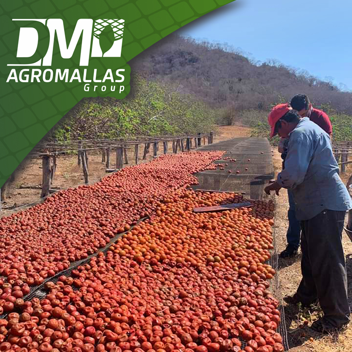 Temporada de Ciruela en Sinaloa - DM Agromallas
