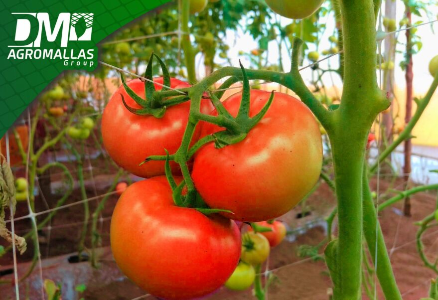 Estas son las variedades de Tomate más producidas en México - DM Agromallas