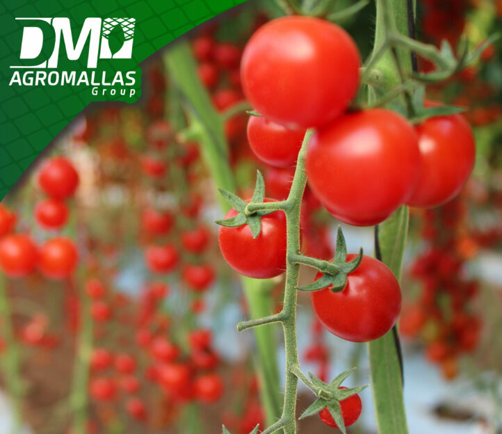 Estas son las variedades de Tomate más producidas en México - DM Agromallas