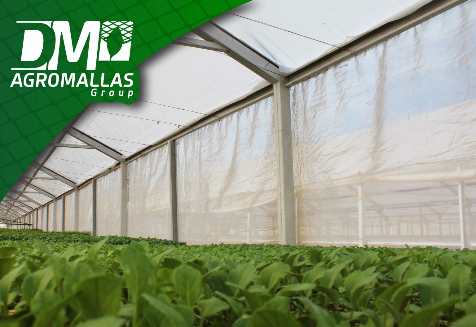 ¡Protege tus cultivos con malla antiáfidos: la barrera contra insectos ...