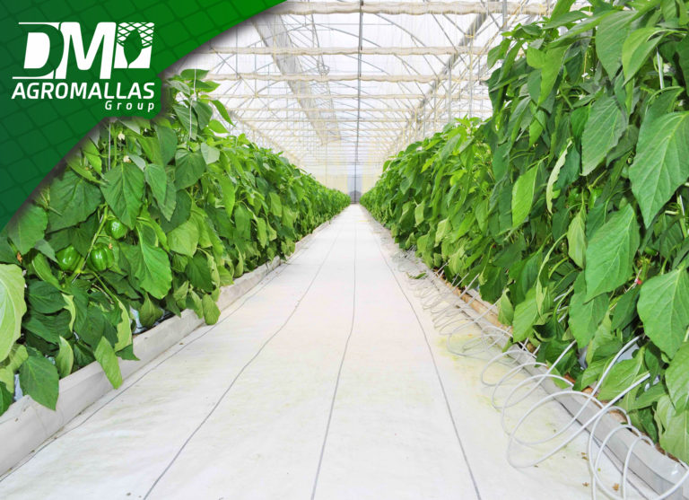 malla anti maleza Archivos - DM Agromallas