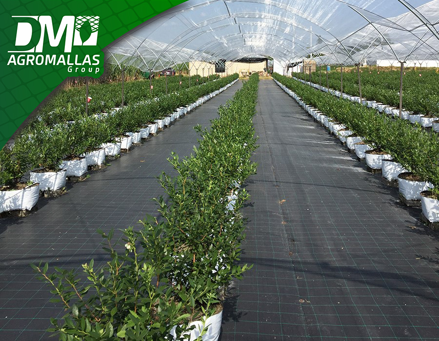 Malla Ground Cover luminosa Archivos - DM Agromallas