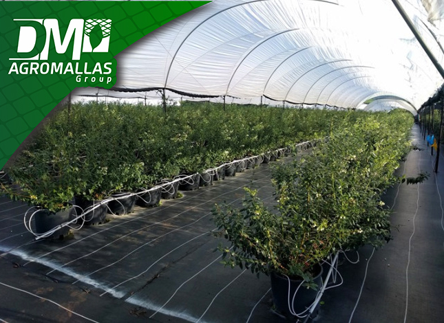 Descubre las propiedades de la Malla Ground Cover para evitar maleza en ...