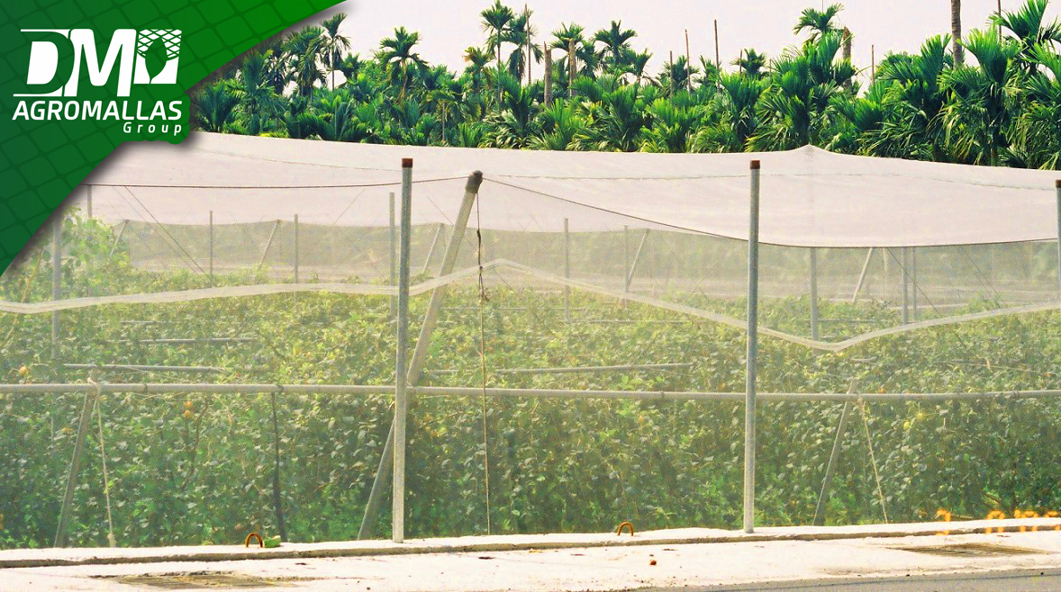 ¡Protege tu cultivo con La Malla Anti-Insectos para evitar el ingreso ...