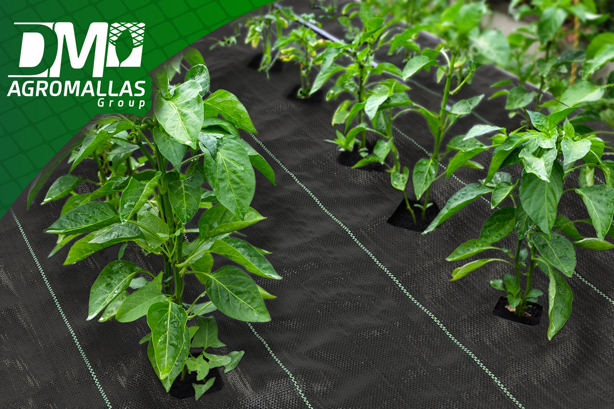 ¡Adiós a la maleza! Con Ground Cover, cultiva sin preocupaciones. - DM ...